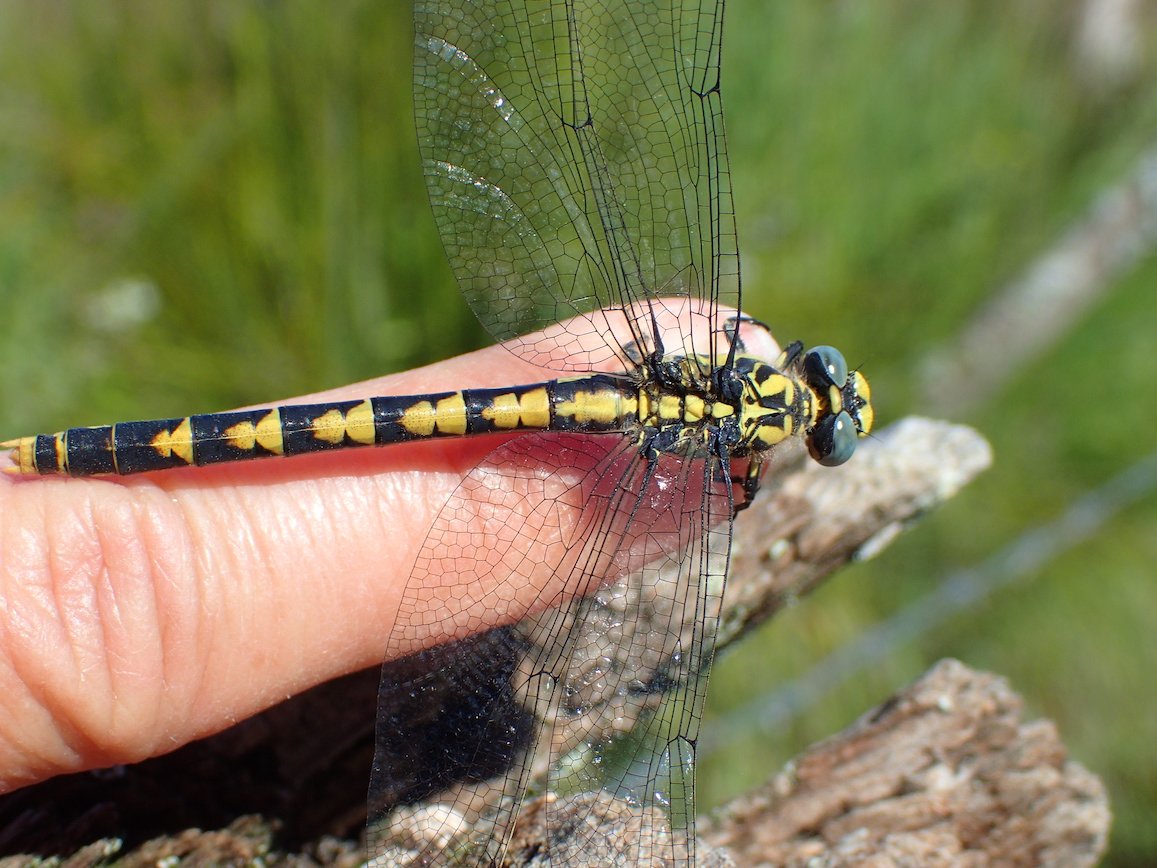 Réf. 324542 — INSECTA > Odonata > Gomphidae > Onychogomphus uncatus - www.galerie-insecte.org
